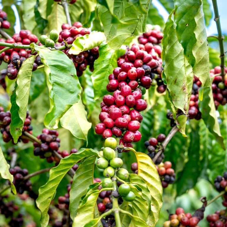 Coffee Arabica: Origins and History - Beanmastery.com