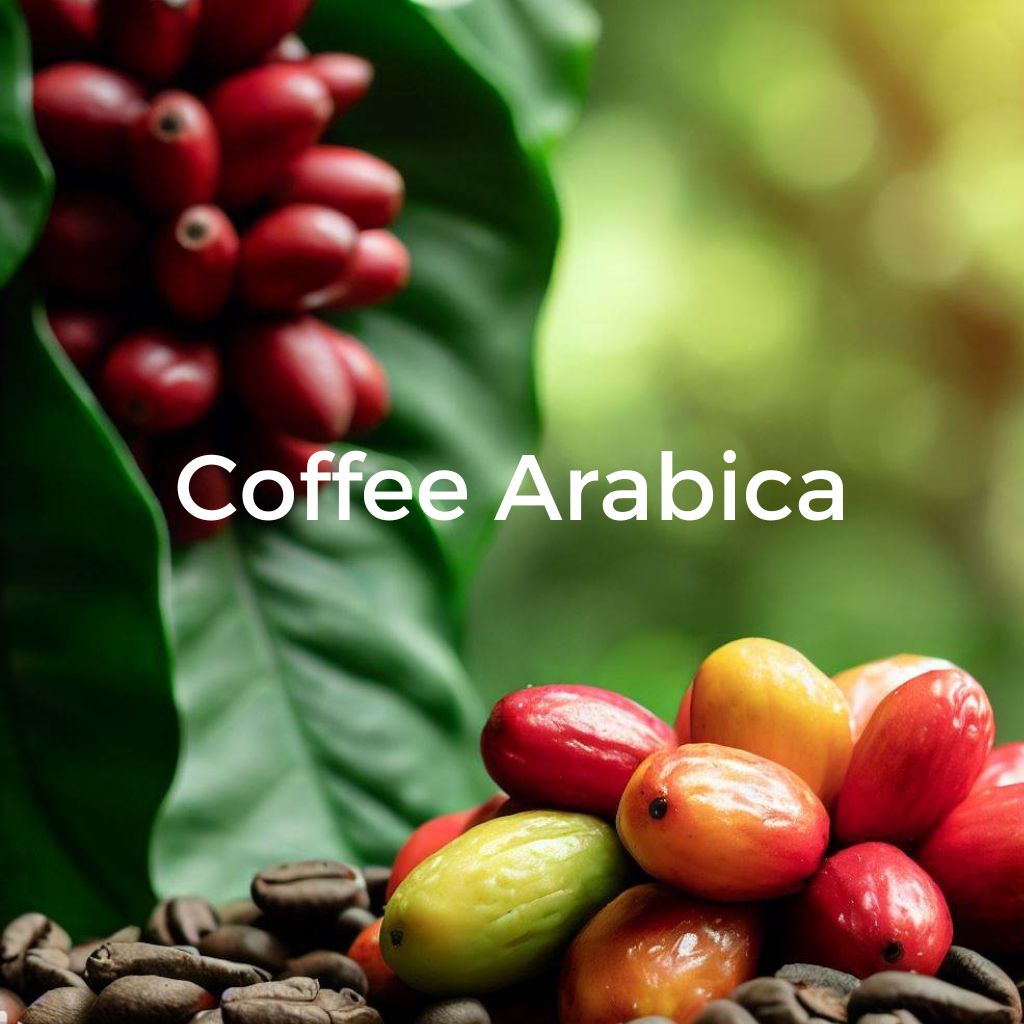 Coffee Arabica: Origins and History - Beanmastery.com