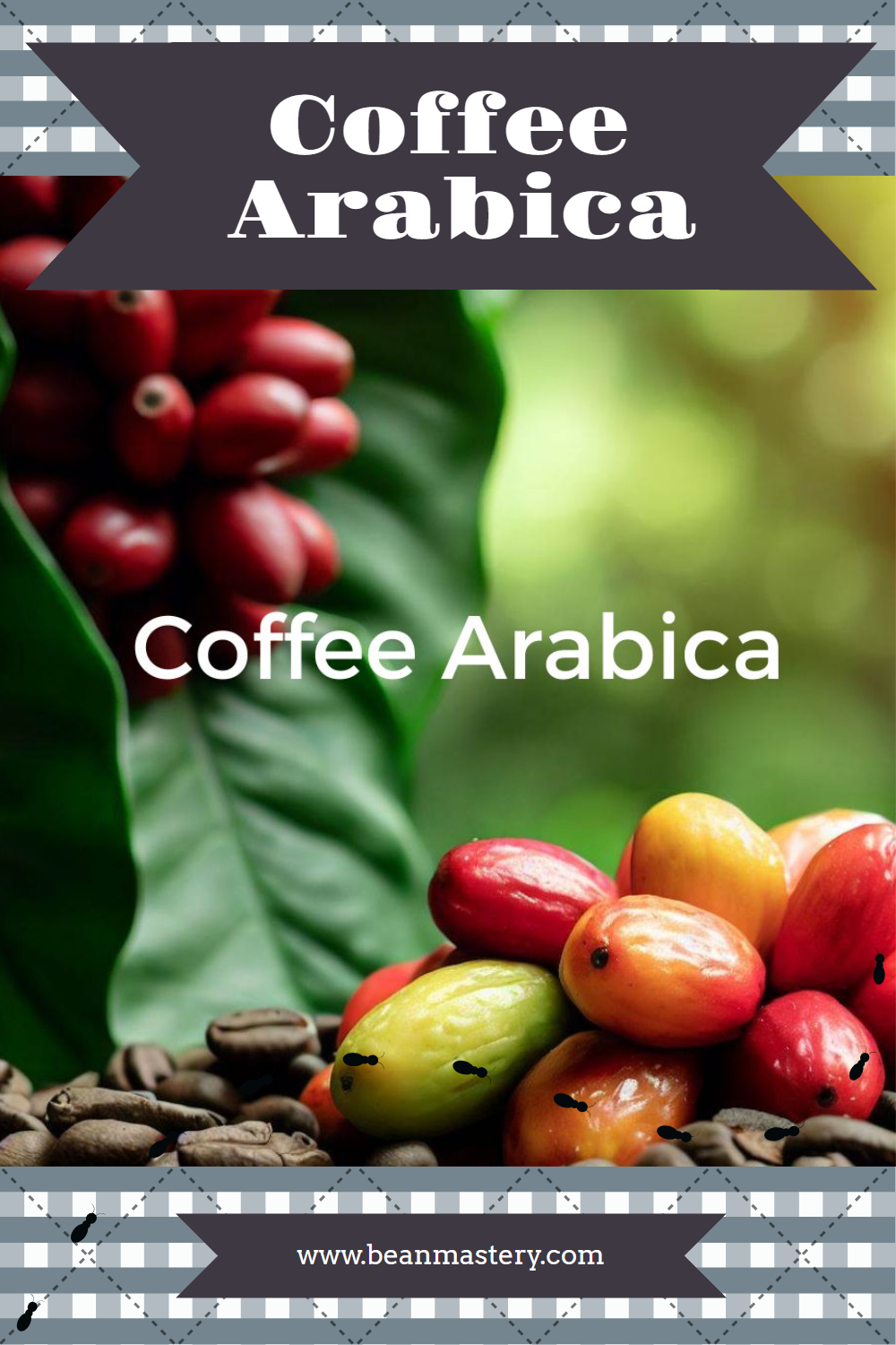 Coffee Arabica: Origins and History - Beanmastery.com