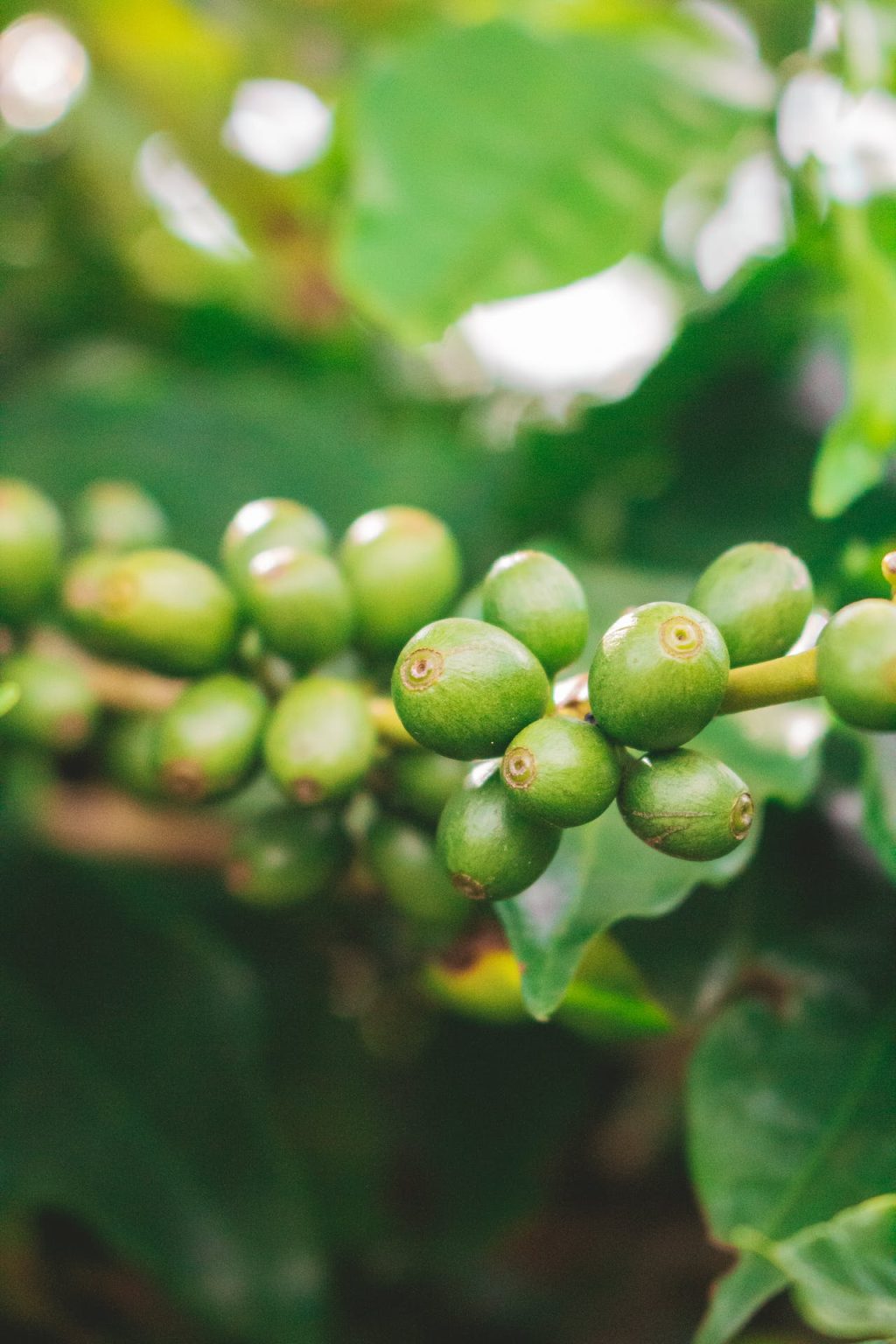 Liberica - Beanmastery.com